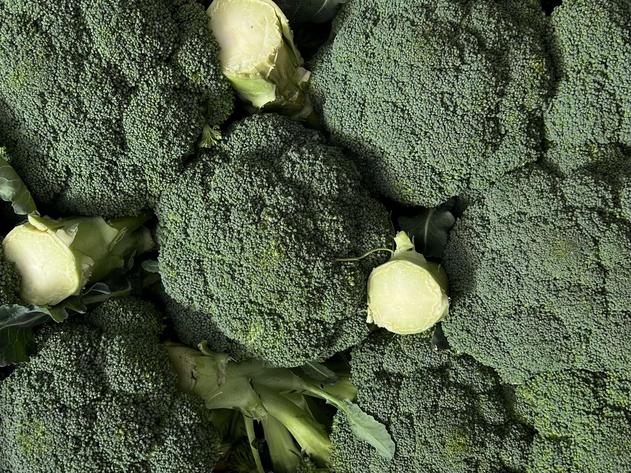 Broccoli – Grow Wild