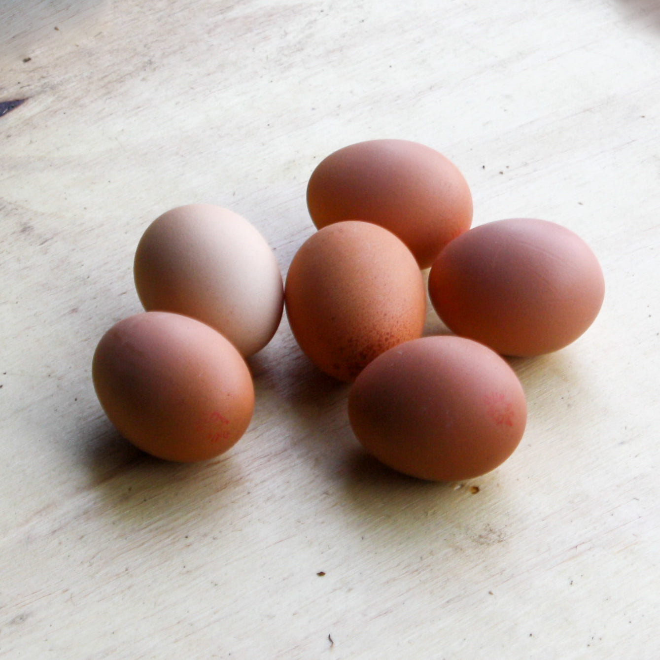 Eggs, Hens – Grow Wild